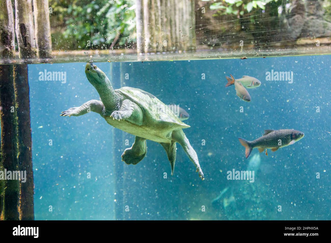 The Burmese roofed turtle (Batagur trivittata) is one of six species of ...