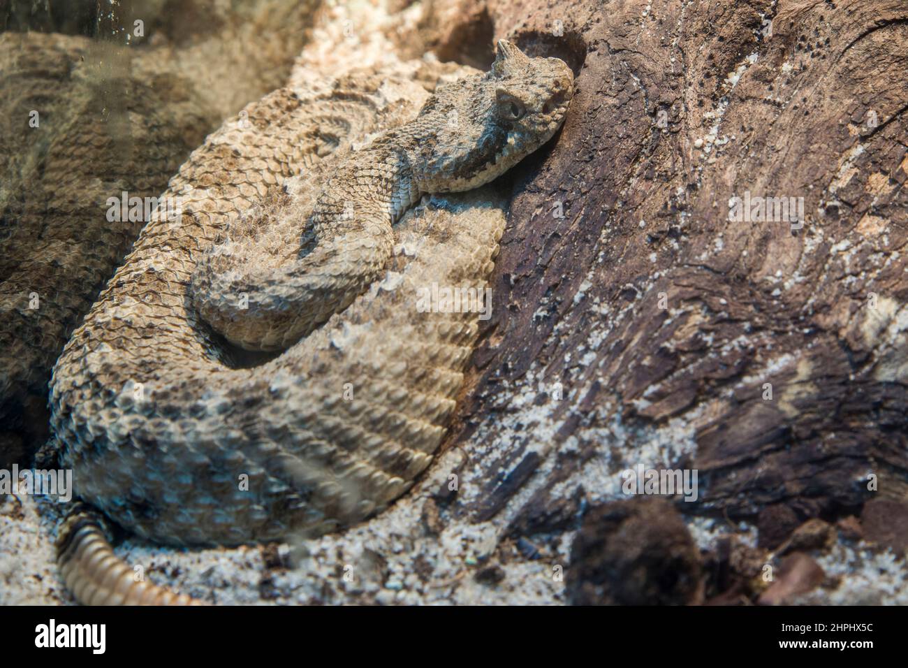 Baby rattlesnake tail hi-res stock photography and images - Alamy
