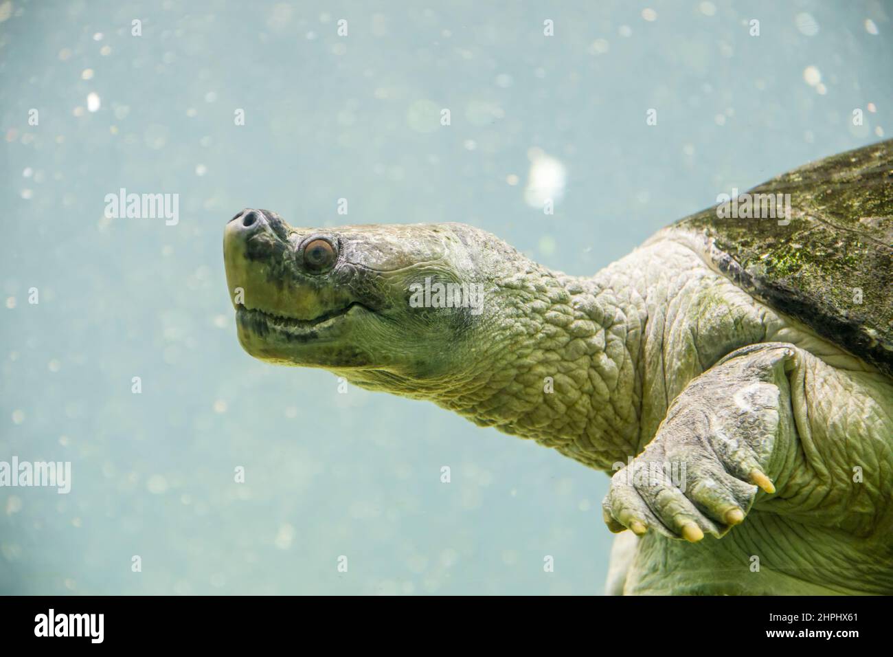 The Burmese roofed turtle (Batagur trivittata) is one of six species of ...