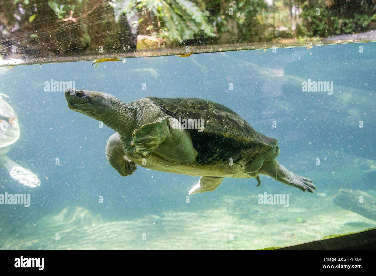 The Burmese roofed turtle (Batagur trivittata) is one of six species of ...
