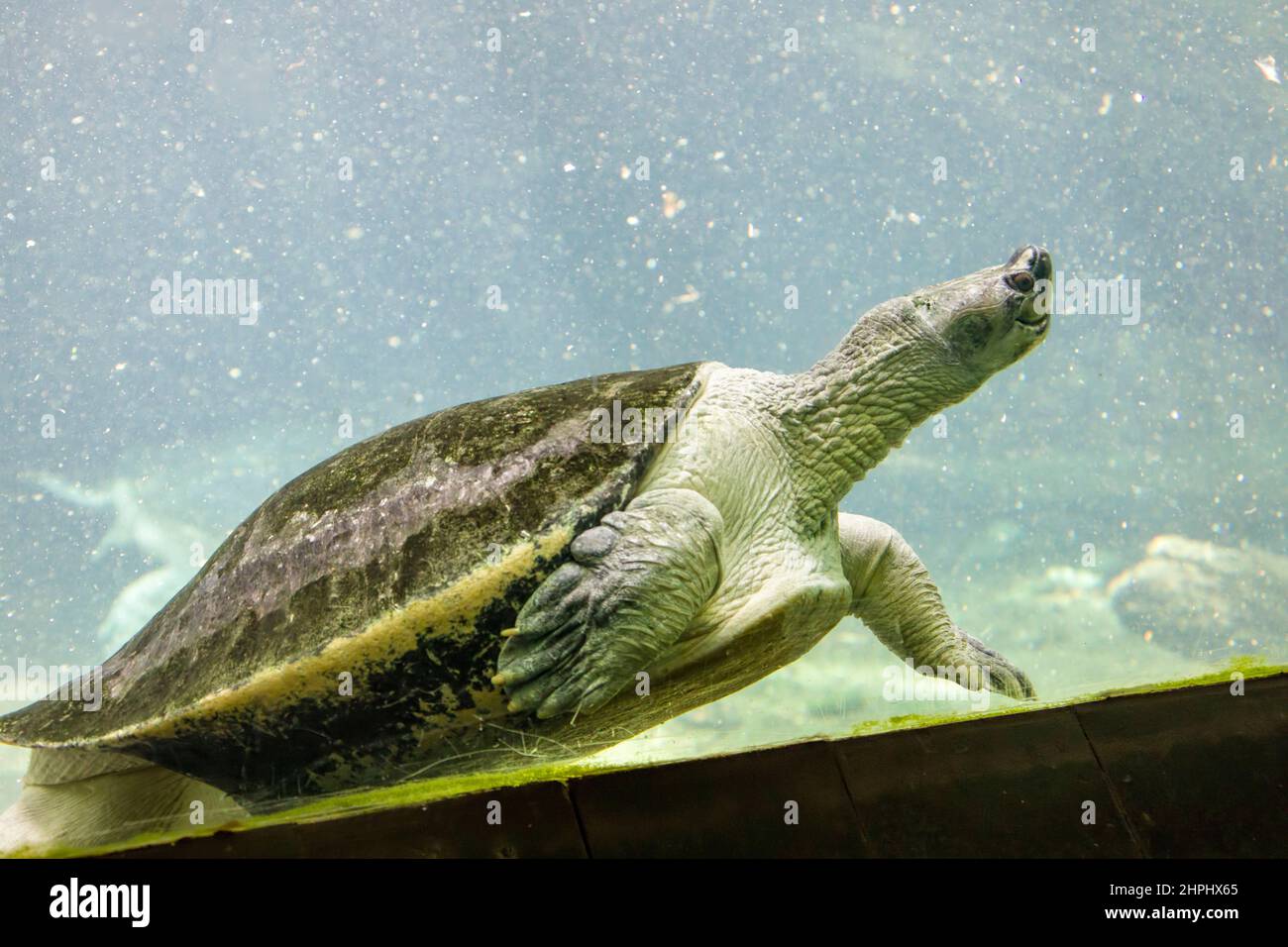 The Burmese roofed turtle (Batagur trivittata) is one of six species of ...