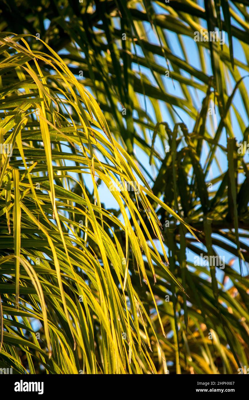 green palm leaves. Palm tree Stock Photo - Alamy