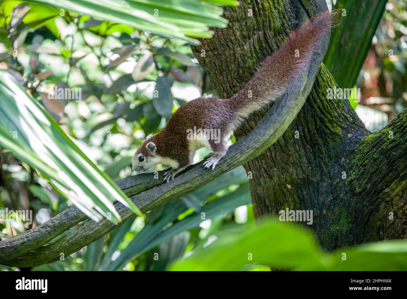 Finlaysons squirrel hi-res stock photography and images - Alamy