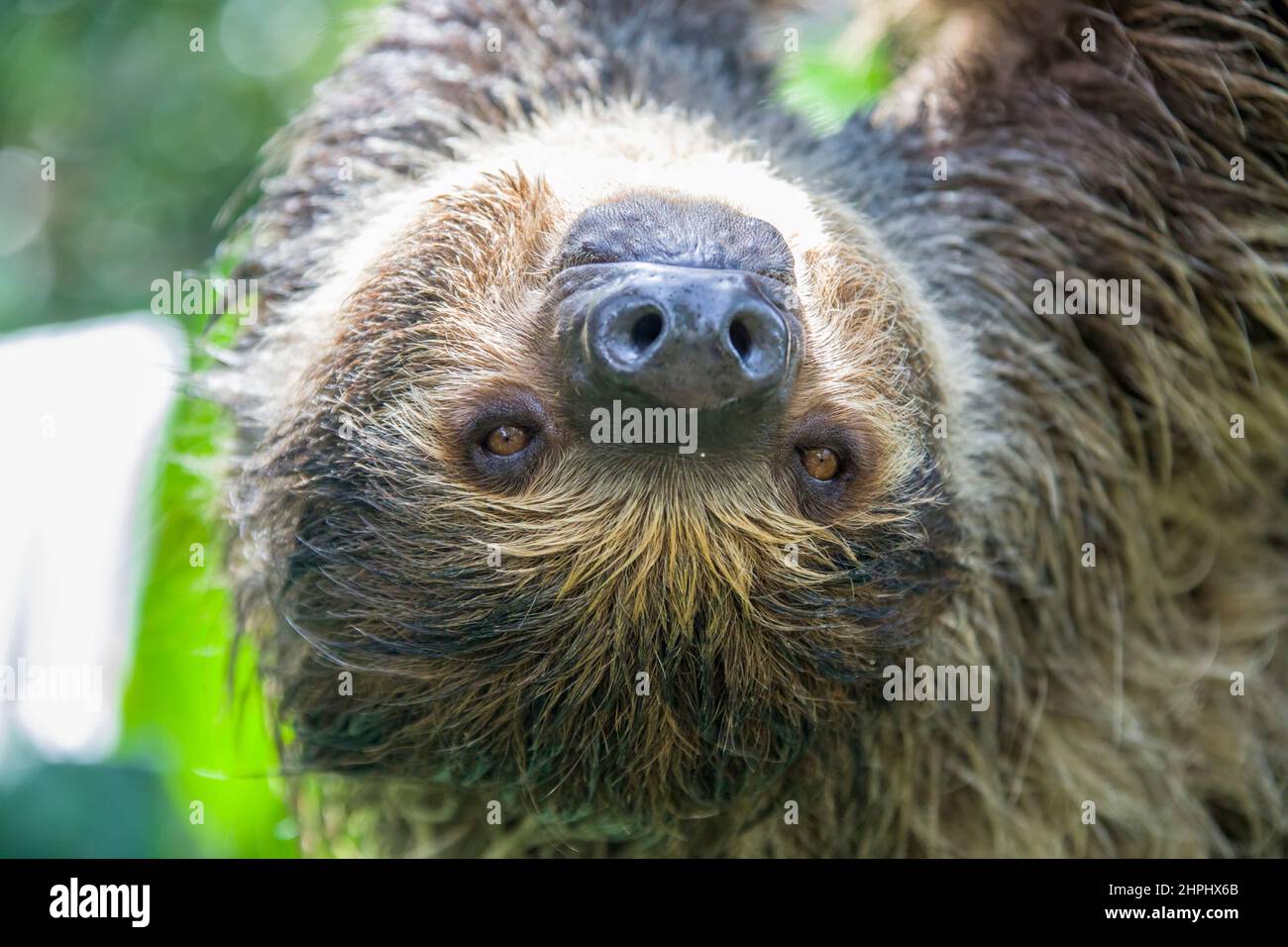 The close image of Linneaus' Two-toed Sloth (Choloepus didactylus). A ...