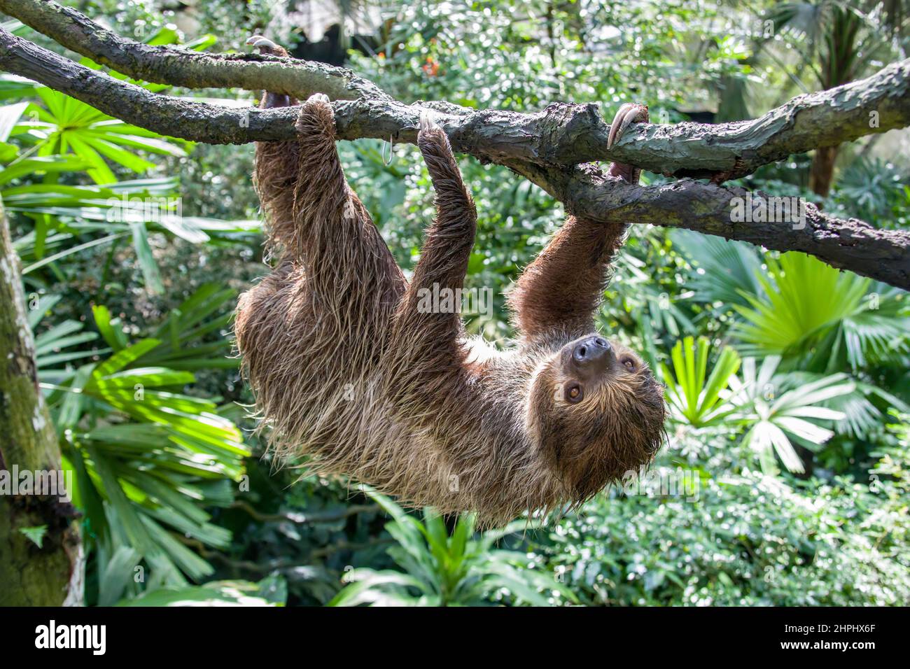 The close image of Linneaus' Two-toed Sloth (Choloepus didactylus). A ...