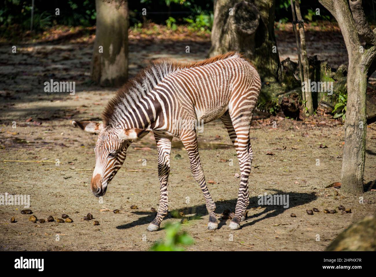 A Grevy's zebra foal, the largest living wild equid and the largest and ...