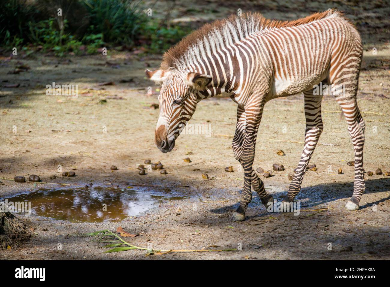 A Grevy's zebra foal, the largest living wild equid and the largest and ...