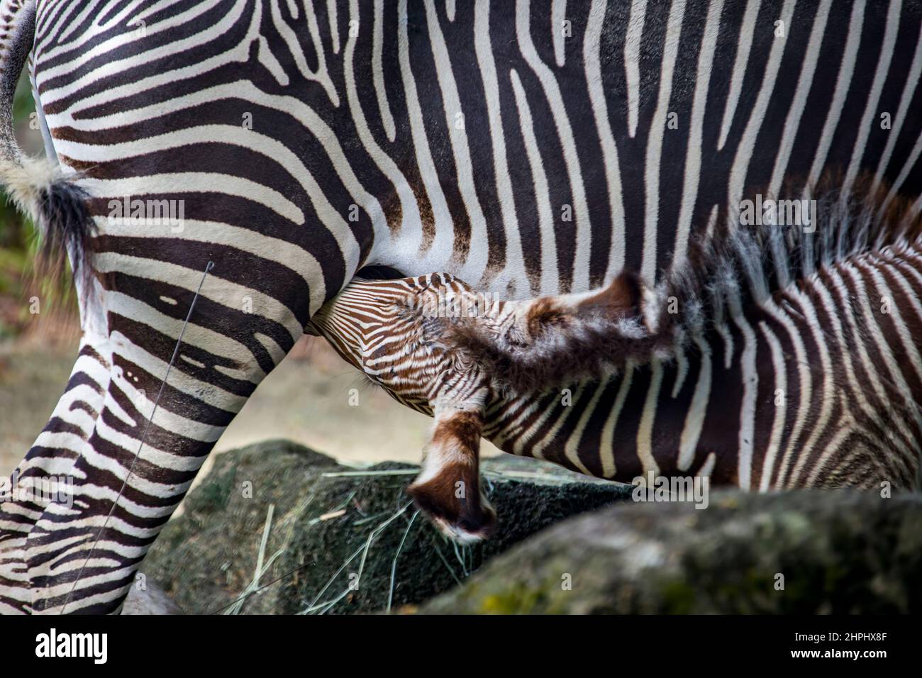 A Grevy's zebra foal is eating milk , the largest living wild equid and ...