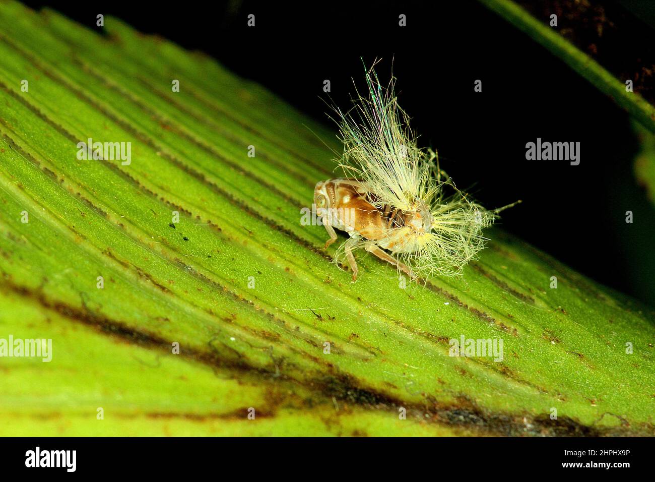 Juvenile and adult passion vine hopper (Scolypopa australis Stock Photo ...