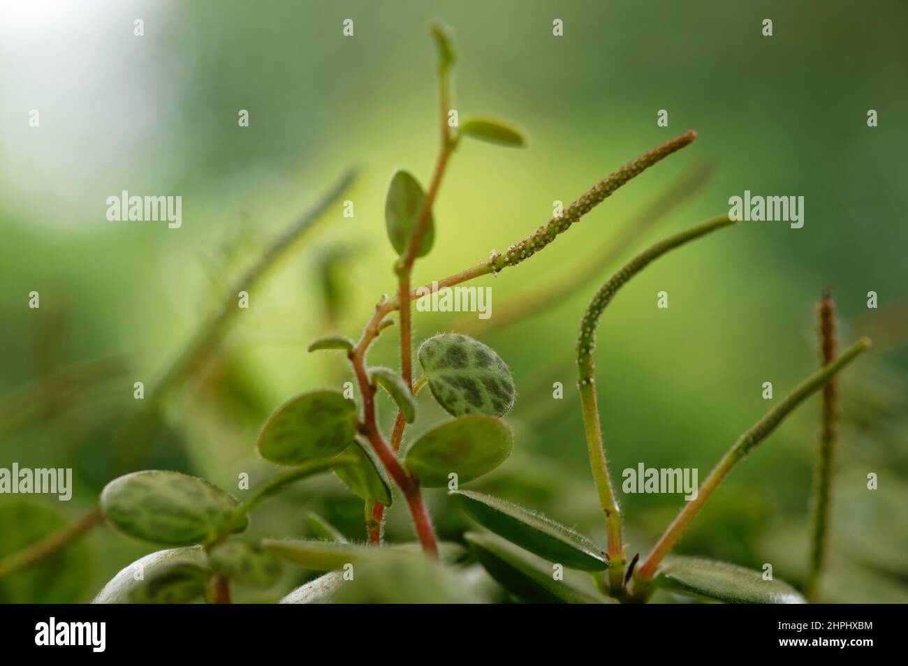 A close up of the flower of the string of turtles tropical, semi ...