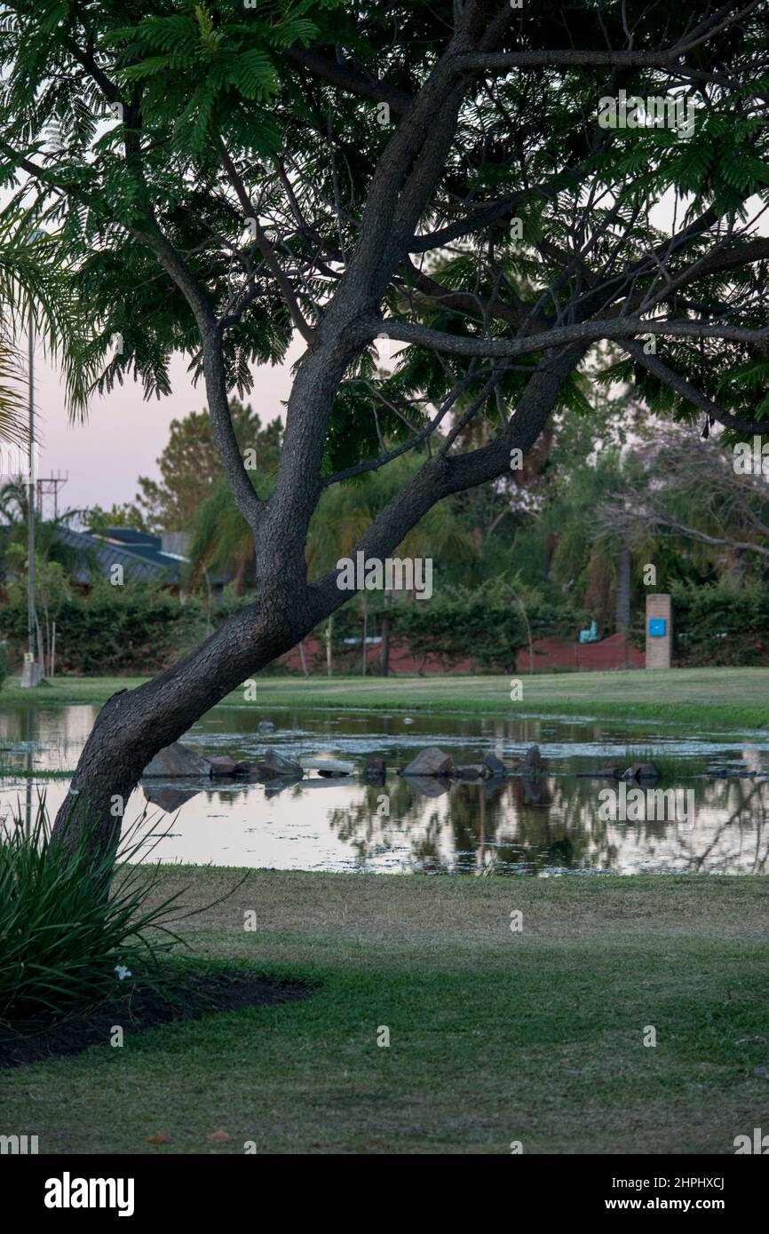 Trees in the riverside in Entre Ríos Stock Photo - Alamy