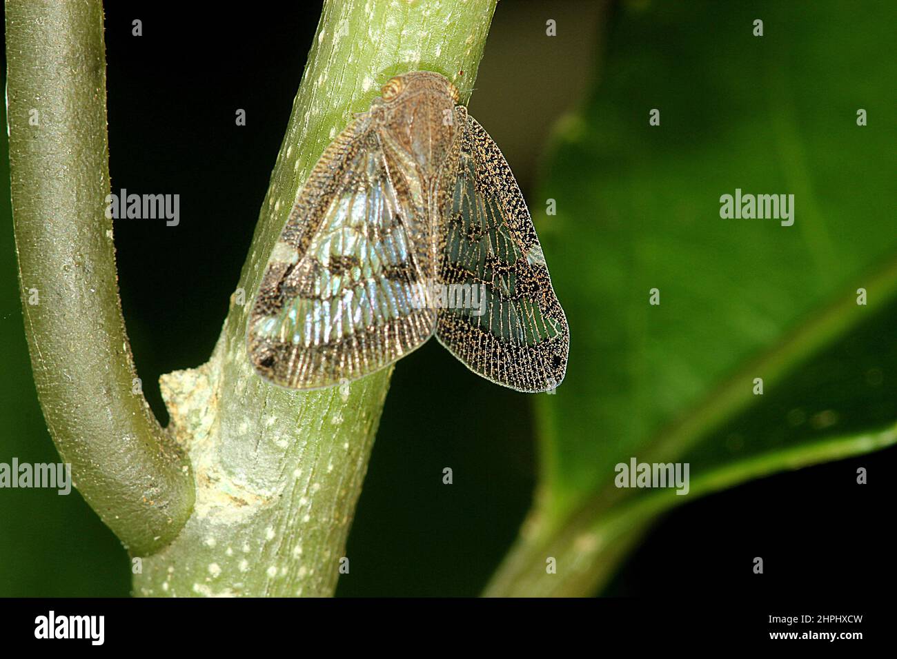 Juvenile and adult passion vine hopper (Scolypopa australis Stock Photo ...