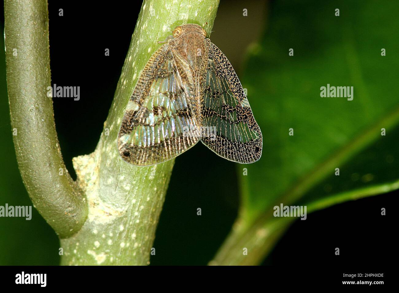 Juvenile and adult passion vine hopper (Scolypopa australis Stock Photo ...