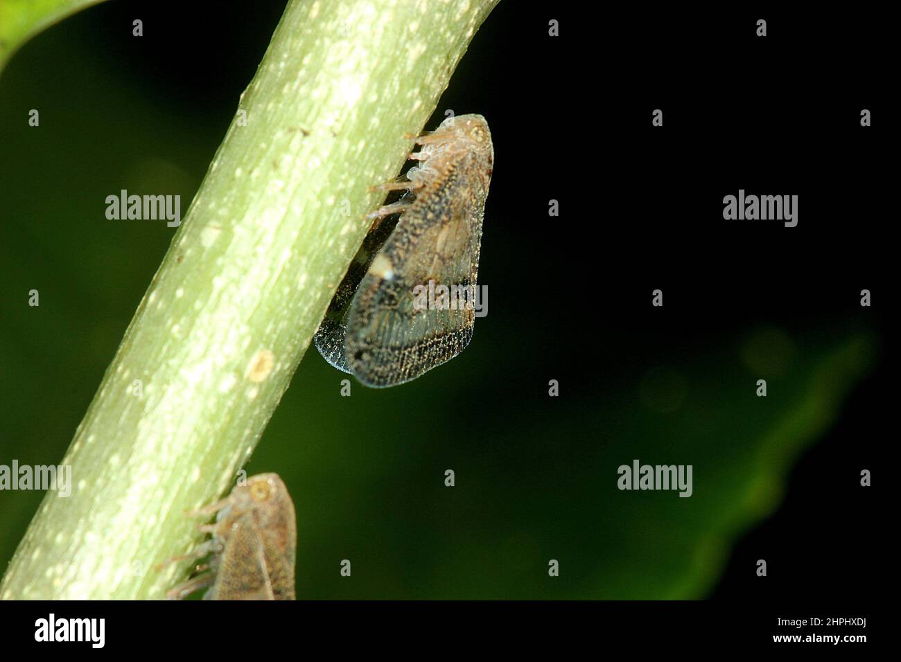 Juvenile and adult passion vine hopper (Scolypopa australis Stock Photo ...