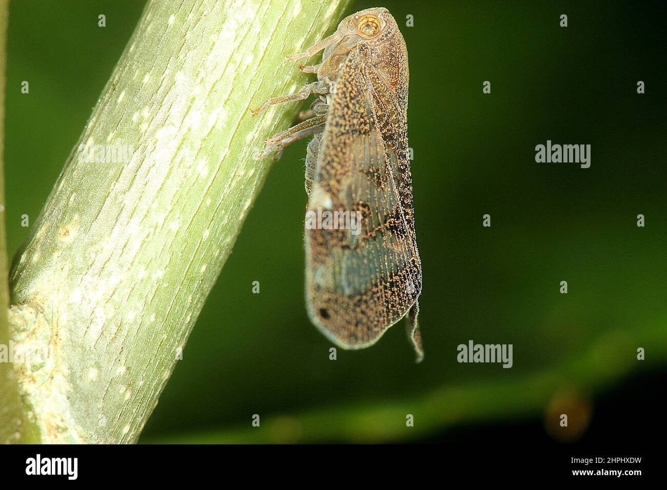 Juvenile and adult passion vine hopper (Scolypopa australis Stock Photo ...