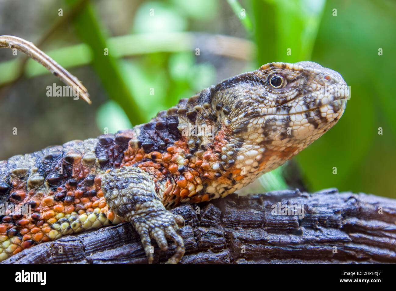 The Chinese crocodile lizard (Shinisaurus crocodilurus) is a ...