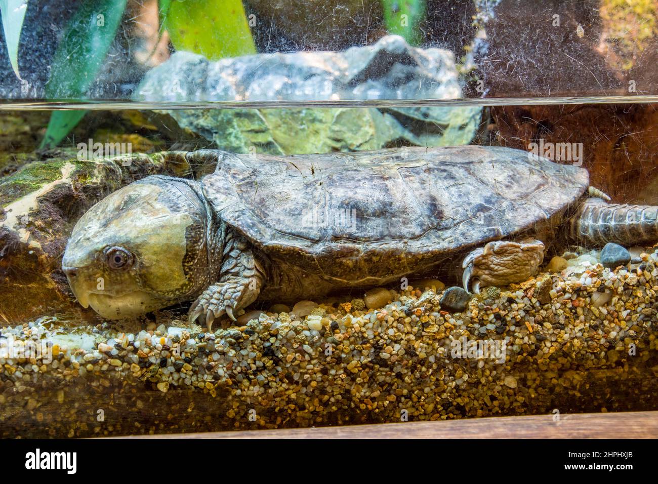 The big-headed turtle (Platysternon megacephalum) is a species in the ...