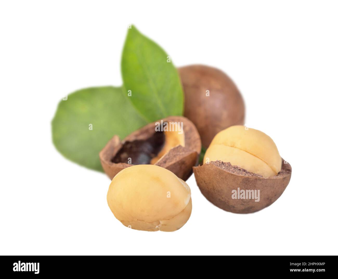 Peeled and whole nuts with macadamia leaf isolated on white background ...