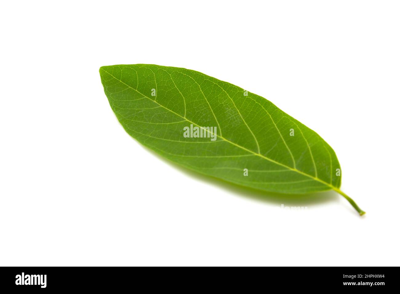 Green leaf texture background Cut Out Stock Images & Pictures - Alamy