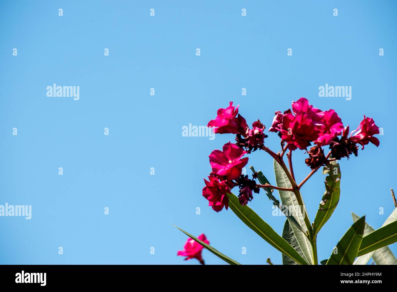 Purple oleander hi-res stock photography and images - Alamy