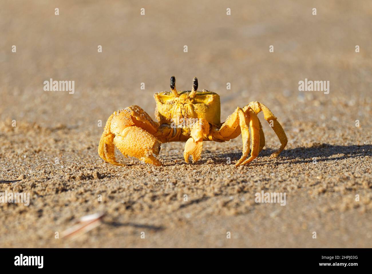 Golden ghost crab hi-res stock photography and images - Alamy
