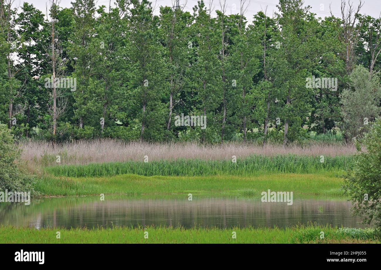 Sils pond in the region of La Selva province of Barcelona,Catalonia ...