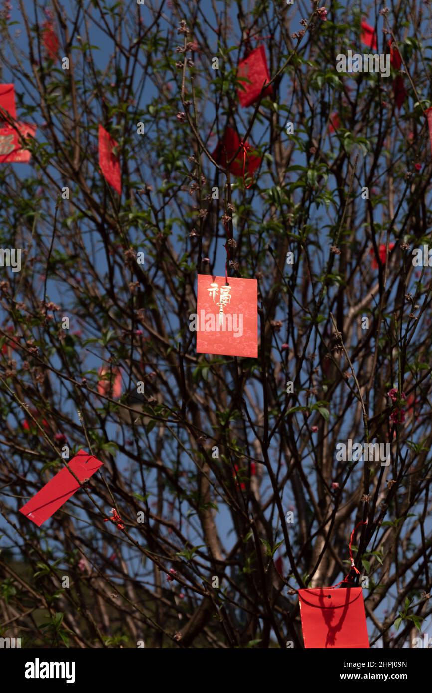 Chinese New Year Money Tree