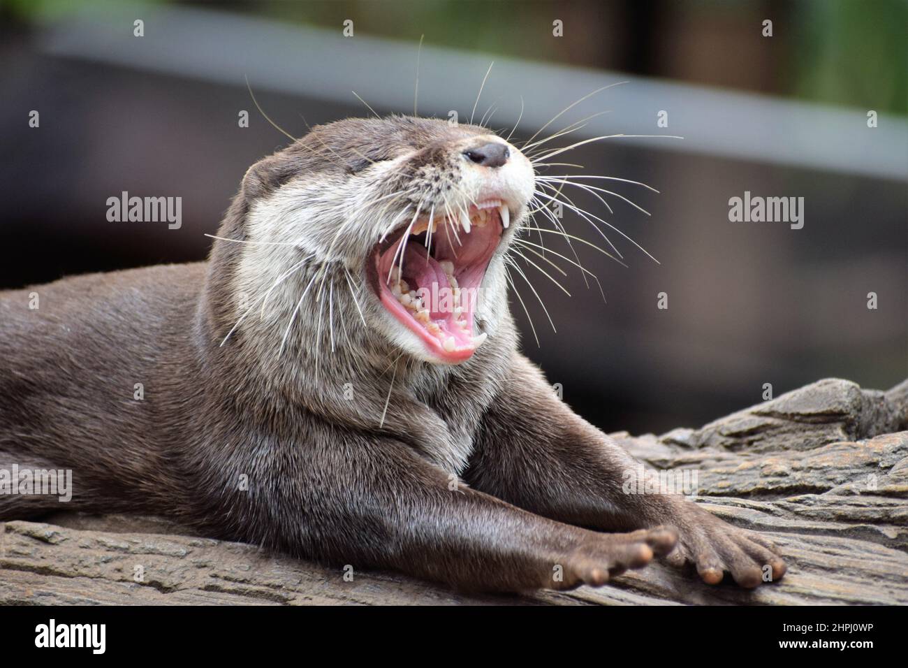 Closeup portrait of a yawning gray otter lying on a log of a tree Stock ...