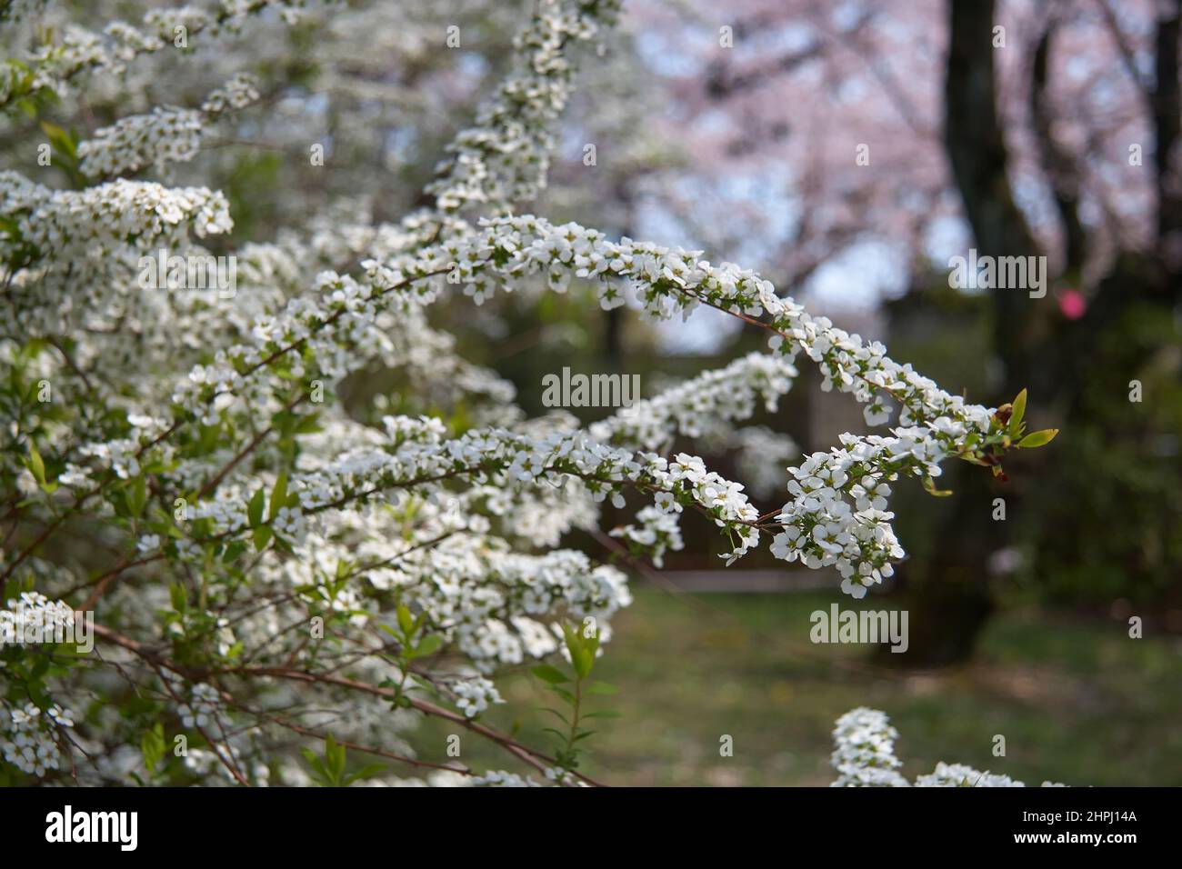 The view of Spiraea thunbergii bush known in Japan as yuki-yanagi in ...
