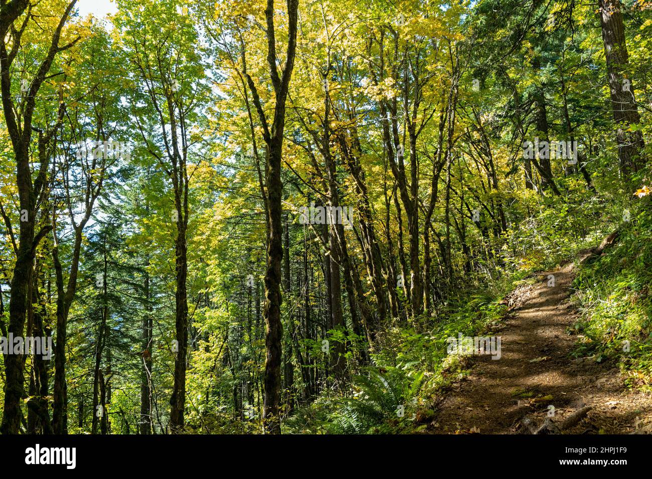 The Hamilton Mountain Trail cuts through a dense forest in Beacon Rock ...