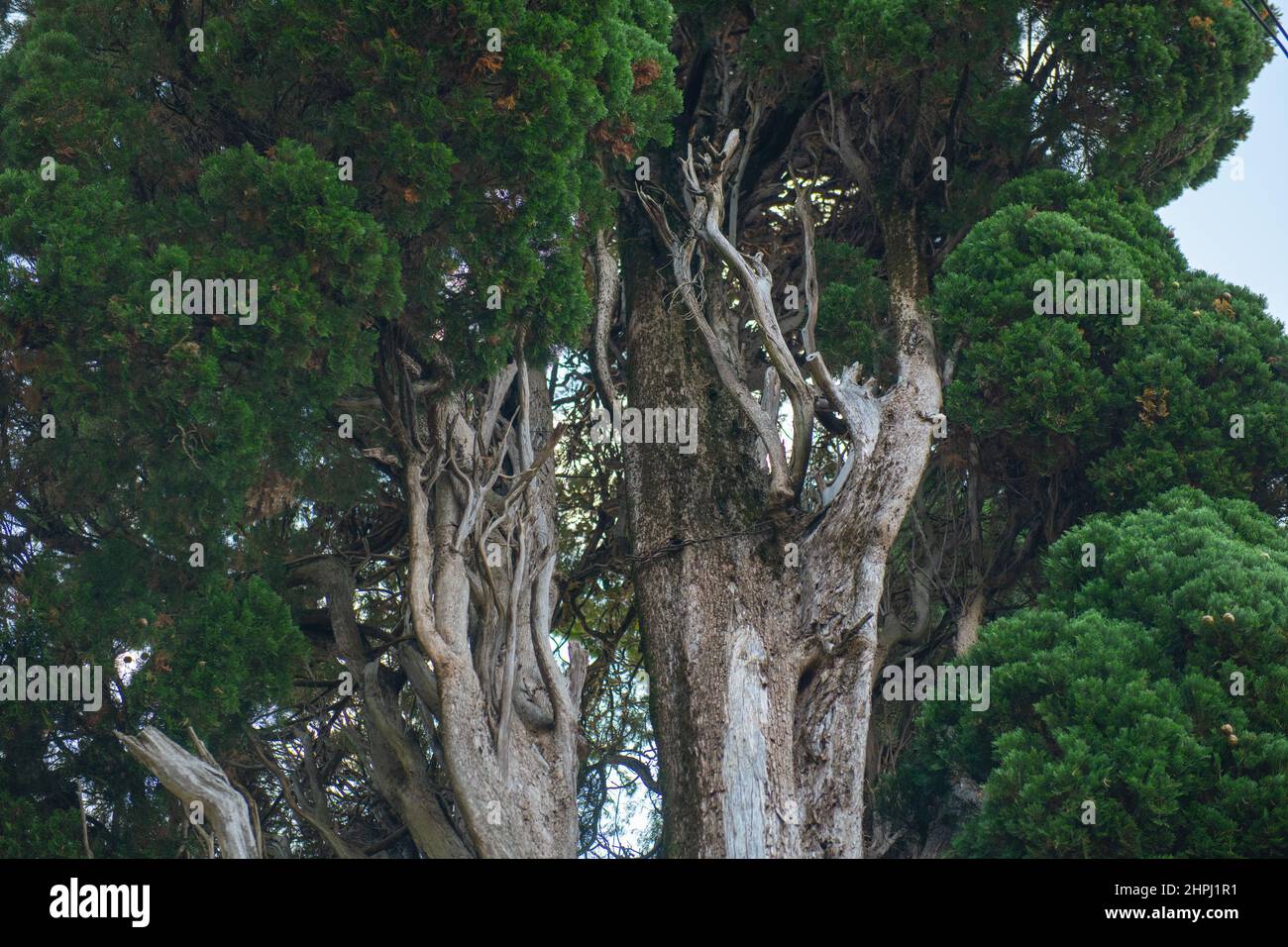a beautiful trunk of a juniper growing in the park Stock Photo - Alamy