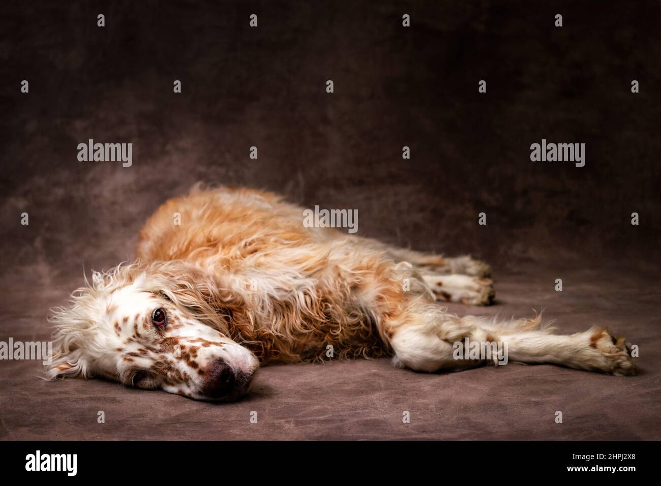 Portrait of a cute sad English Setter dog laying with dark background ...