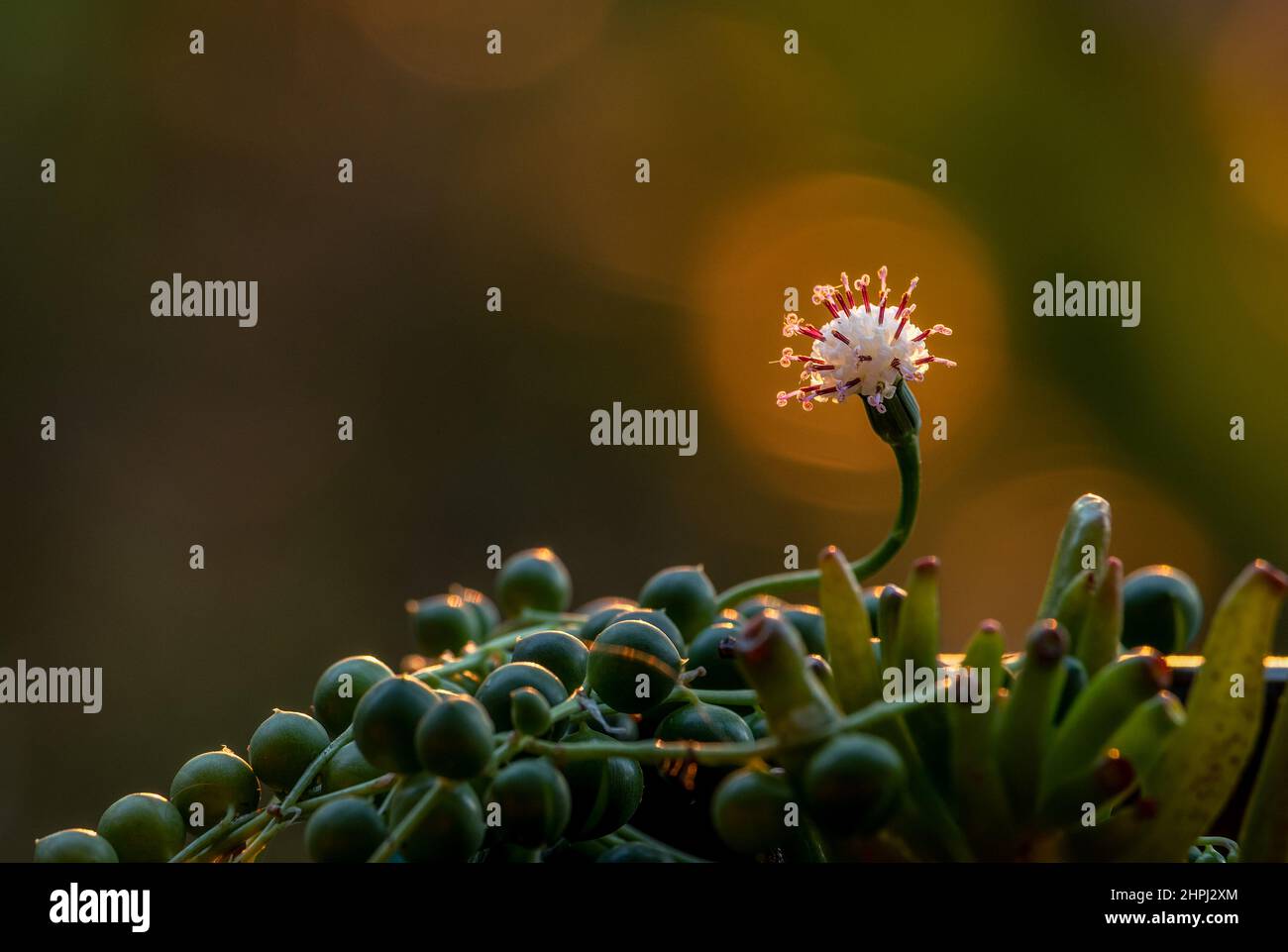 Curio rowleyanus flower hi-res stock photography and images - Alamy