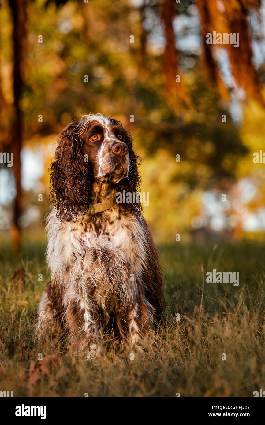 Beautiful shot of a cute English Springer Spaniel sitting on the garden ...