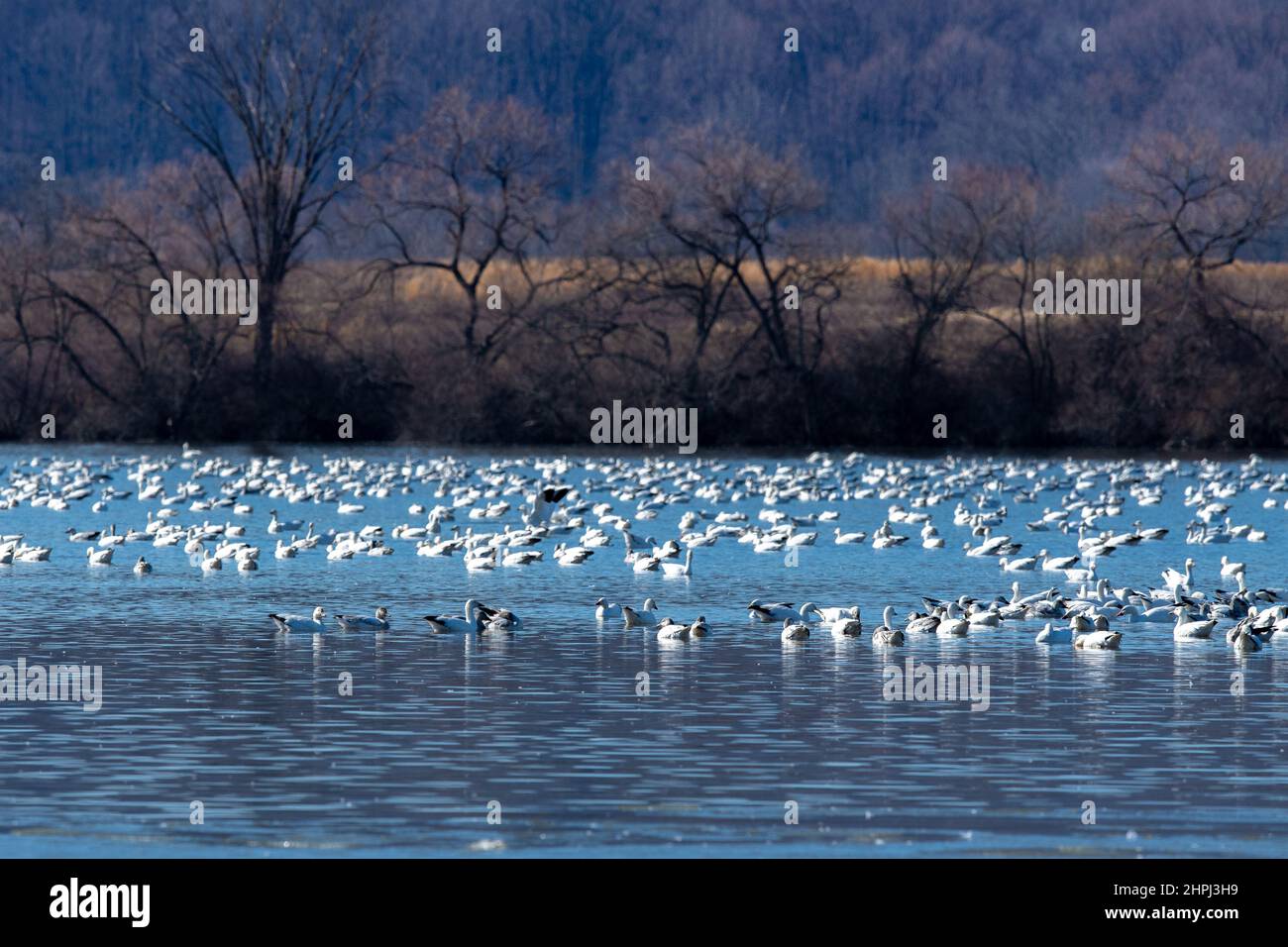 Snow geese flying Anser caerulescens / snow goose waterfowl flock ...