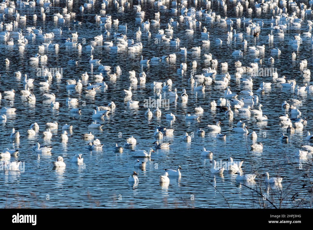 Snow geese flying Anser caerulescens / snow goose waterfowl flock ...