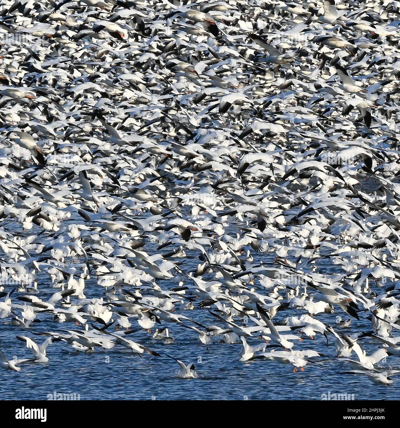 Snow geese flying Anser caerulescens / snow goose waterfowl flock ...