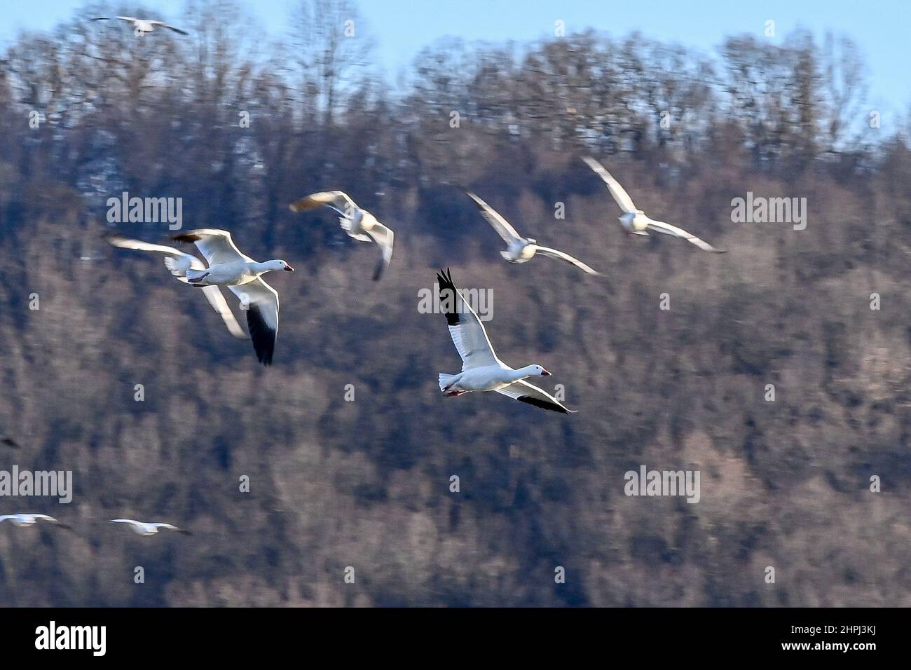 Snow geese flying Anser caerulescens / snow goose waterfowl flock ...