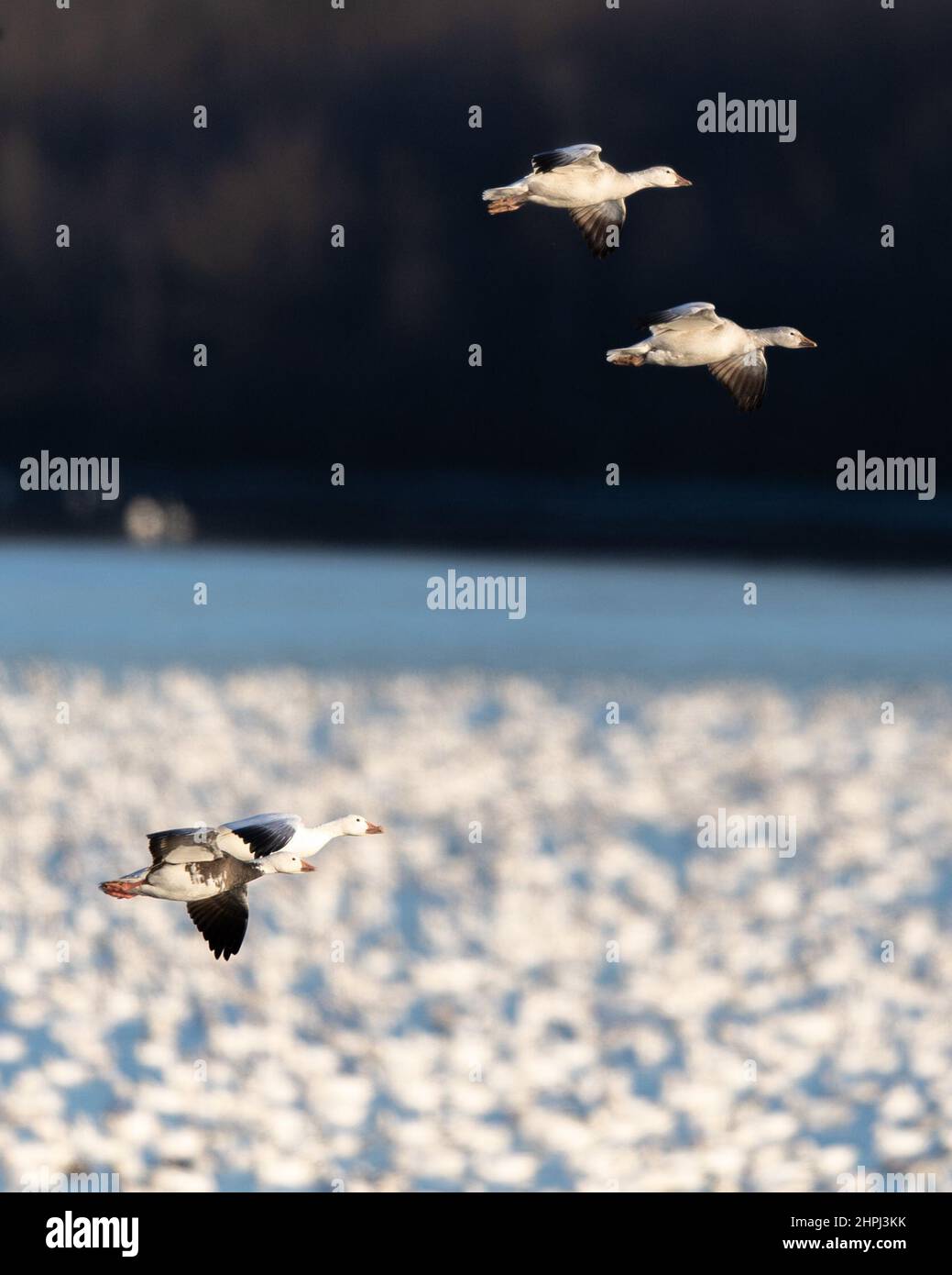 Snow geese flying Anser caerulescens / snow goose waterfowl flock ...