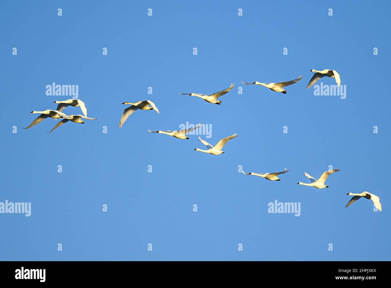 Tundra swans migrating north - Cygnus columbianus migration at Middle ...