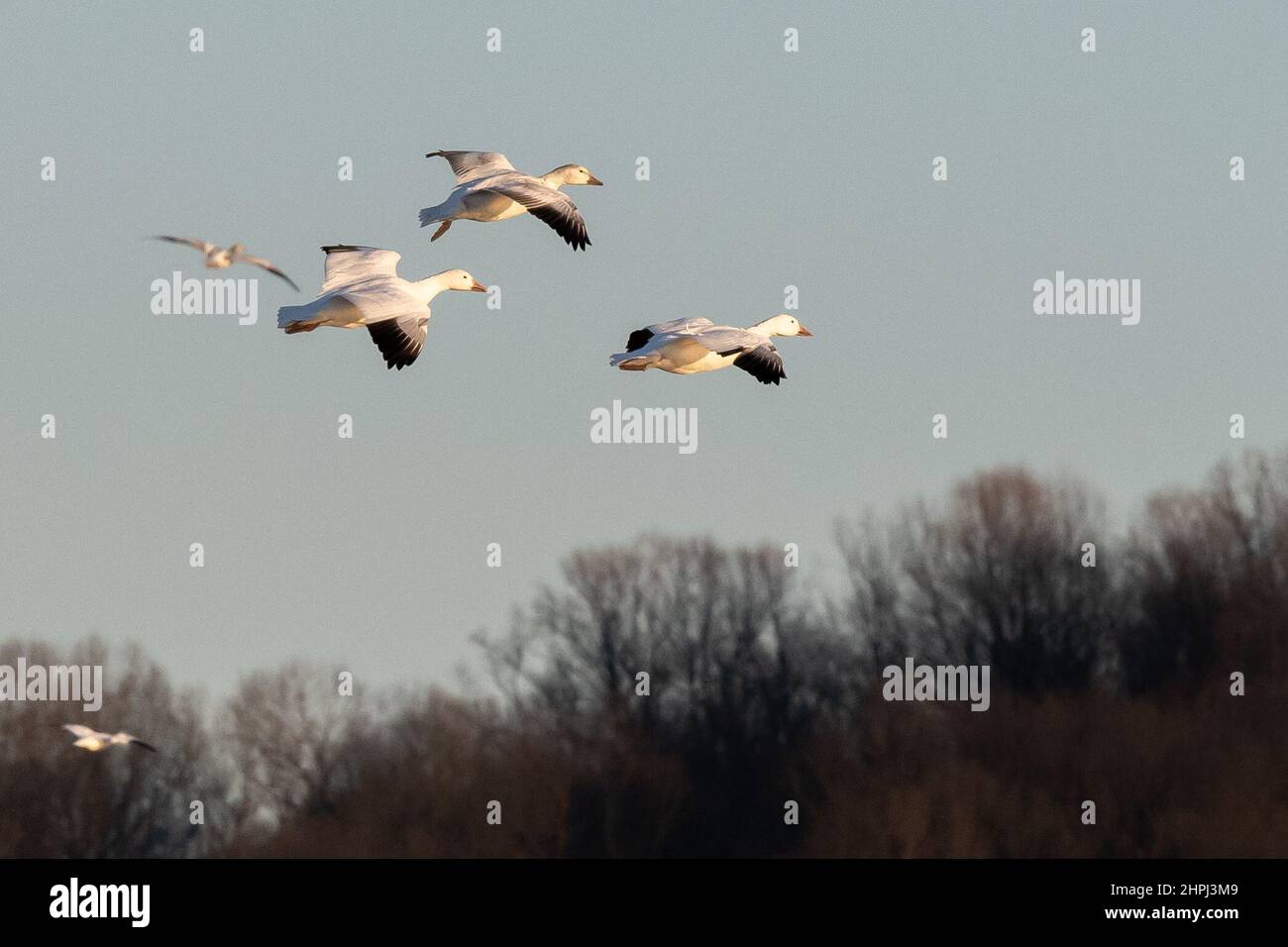 Snow geese flying Anser caerulescens / snow goose waterfowl flock ...