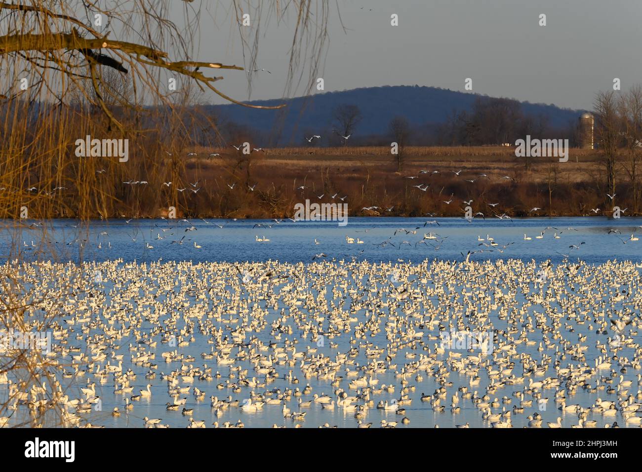Snow geese flying Anser caerulescens / snow goose waterfowl flock ...