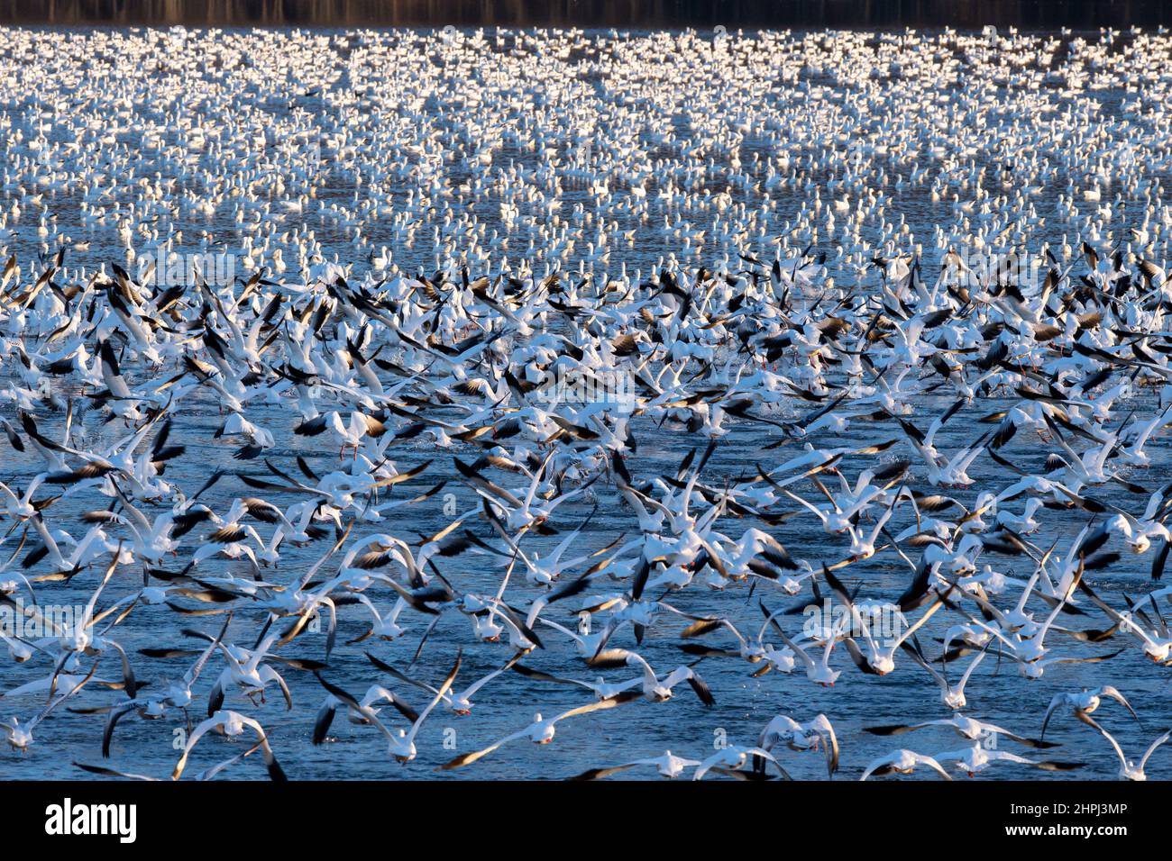 Snow geese flying Anser caerulescens / snow goose waterfowl flock ...