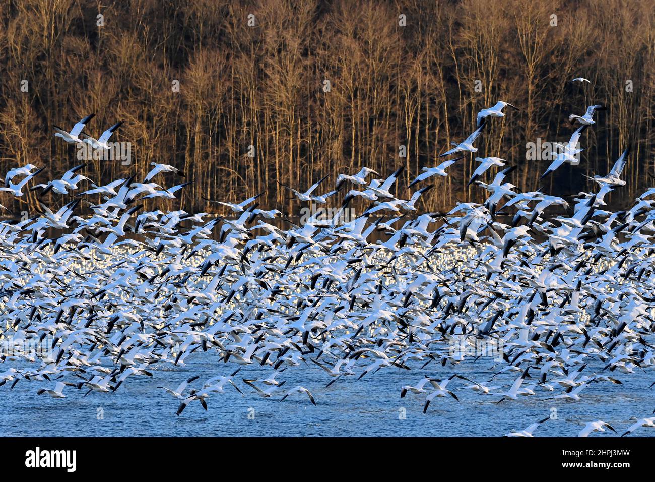 Snow geese flying Anser caerulescens / snow goose waterfowl flock ...