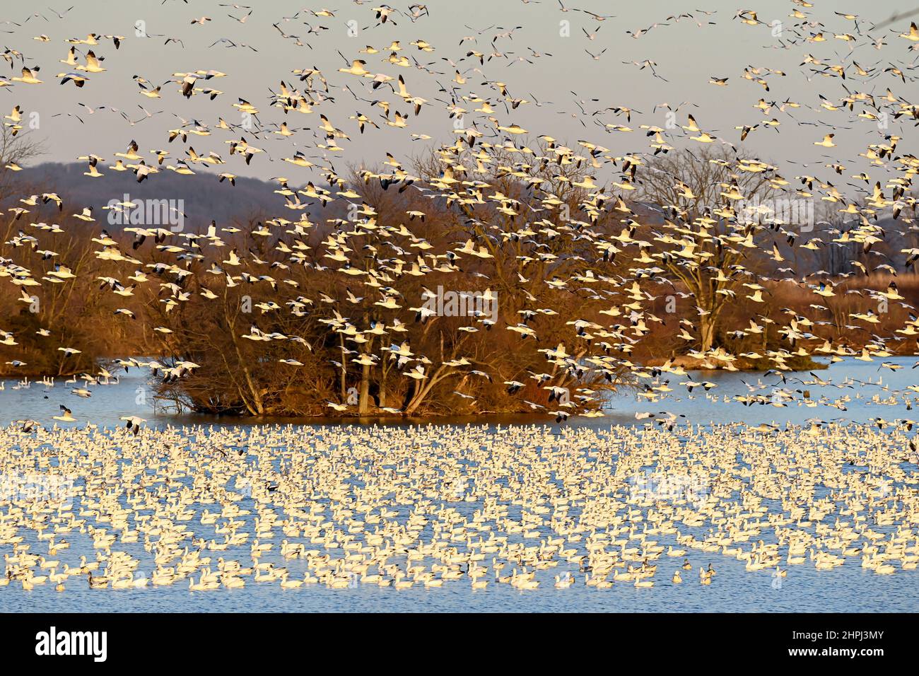 Snow geese flying Anser caerulescens / snow goose waterfowl flock ...