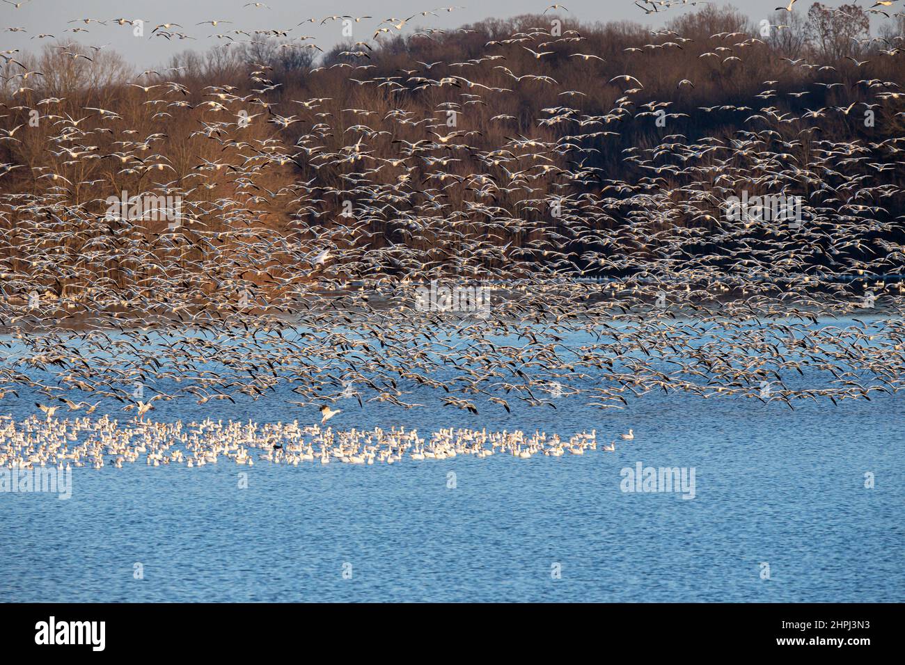 Snow geese flying Anser caerulescens / snow goose waterfowl flock ...