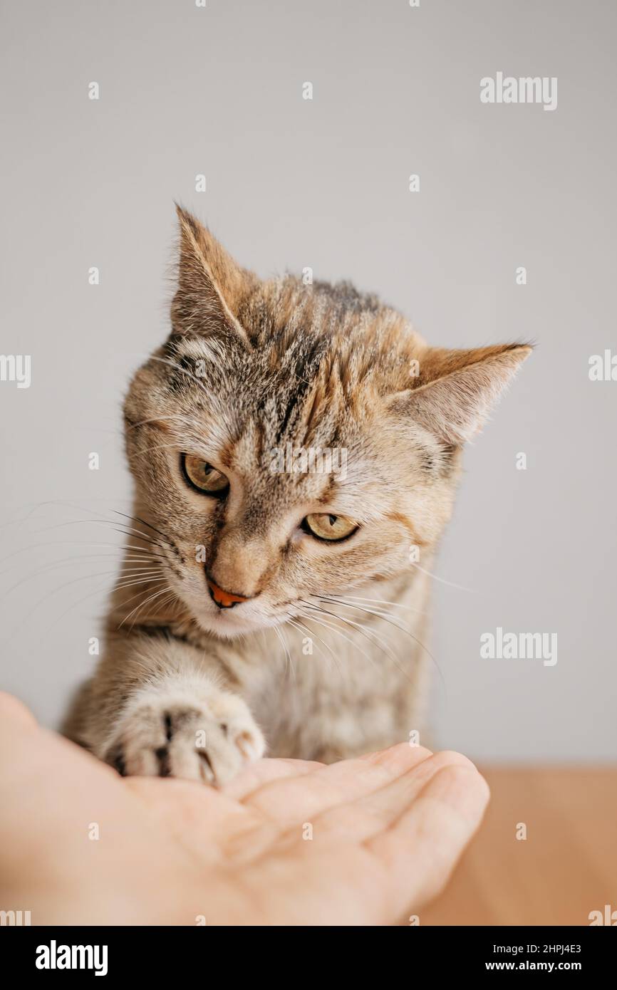 Cute tabby ginger cat put her paw on a man's hand. Point of view in ...