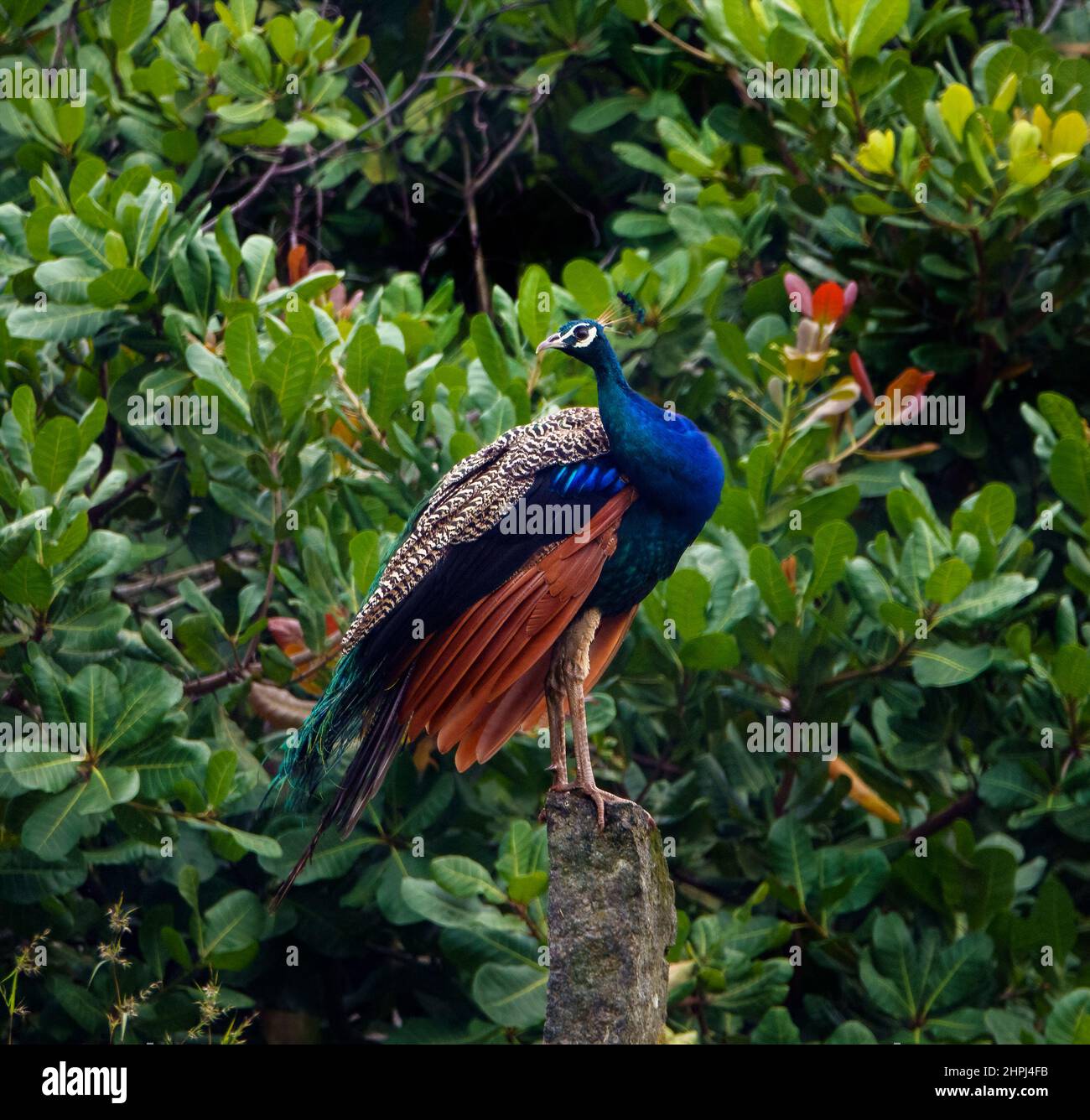 Male peacock with mating plumage fully displayed standing on a walkway ...