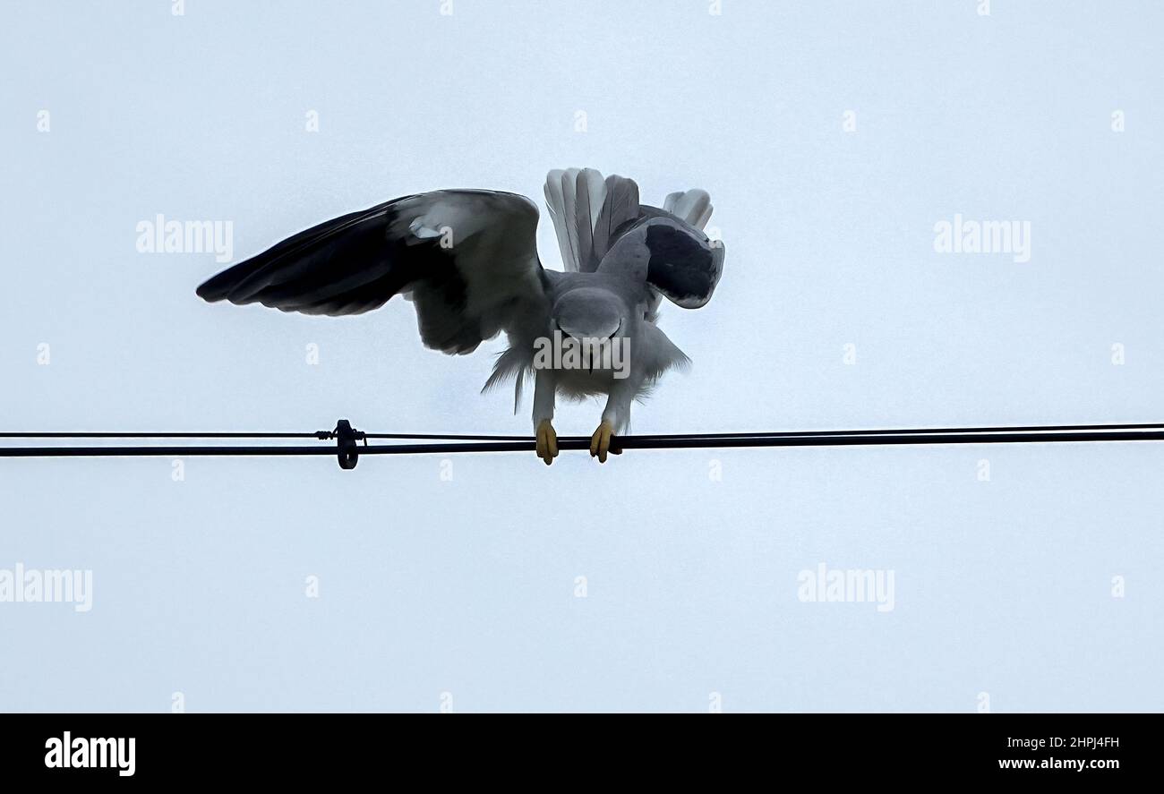 Black-winged Kite or Black-shouldered Kite, Elanus caeruleus, small ...