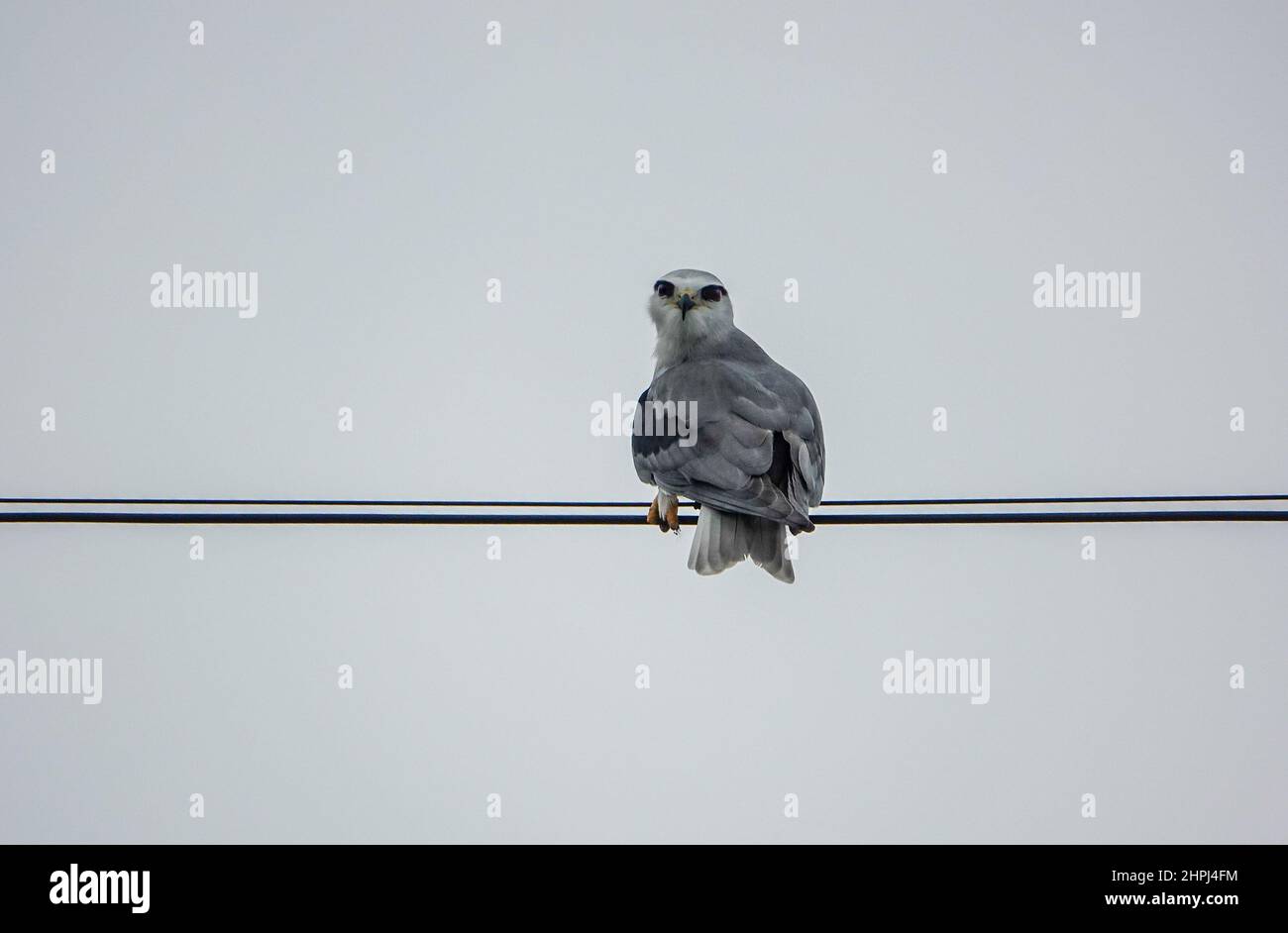 Black-winged Kite or Black-shouldered Kite, Elanus caeruleus, small ...
